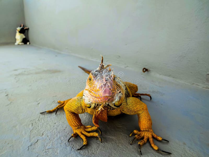 A Lizard is Standing on a Grey Floor Stock Image - Image of animal ...