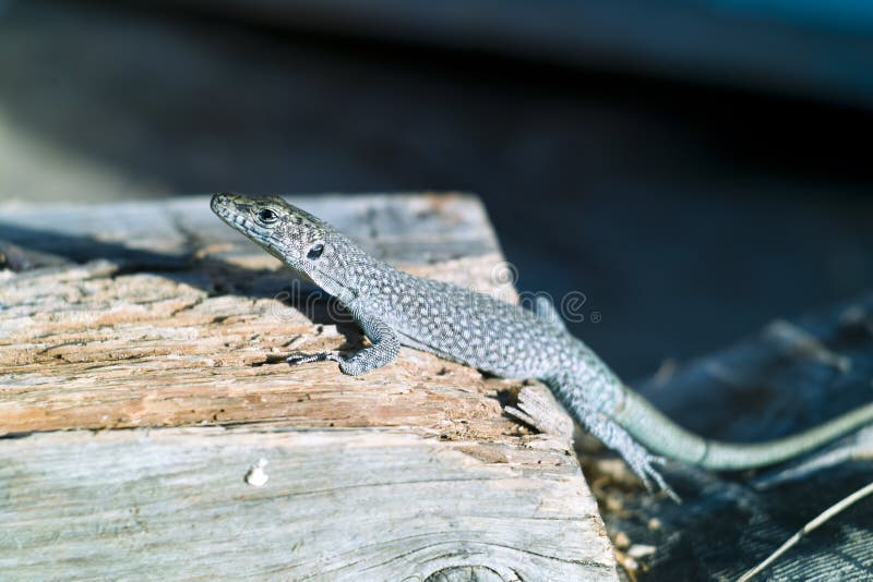 The Lizard Standing on the Part of Wood Stock Photo - Image of animal ...