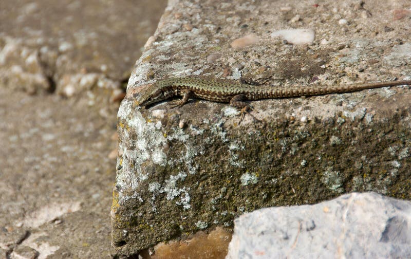 Lizard Standing on the Rock Stock Image - Image of fauna, closeup: 89158523