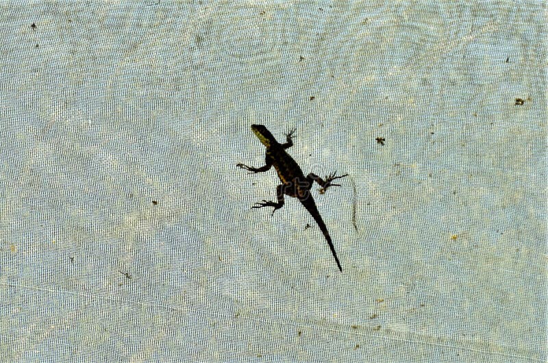 A Lizard Standing on the Screen Stock Photo - Image of lizard, animal ...