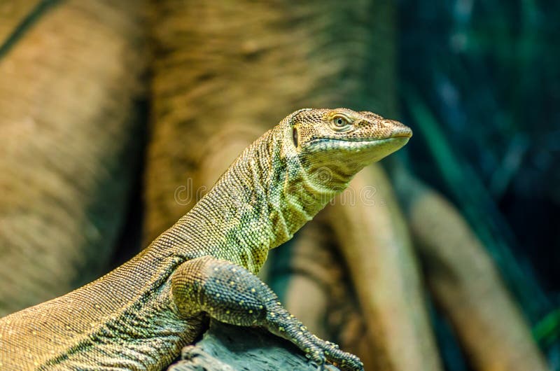 A Lizard Standing Still and Posing in a Rainforest. Reptile Profile ...