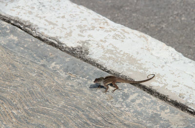 The Lizard Stands on the Asphalt Road. Stock Image - Image of tail ...