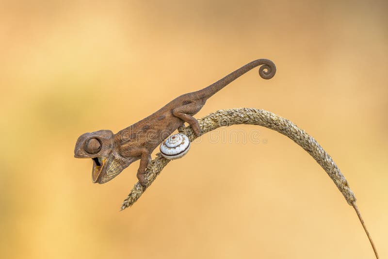 Lizard Stands on a Swinging Stalk Stock Image - Image of macro, lizard ...