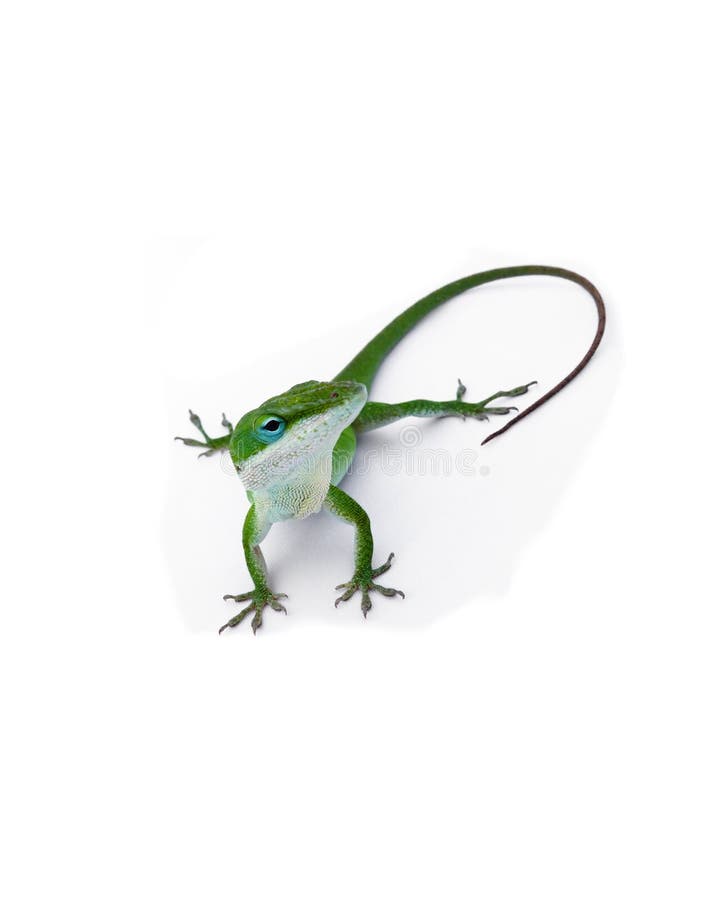 Lizard stock photo. Image of colored, white, isolated - 4133556