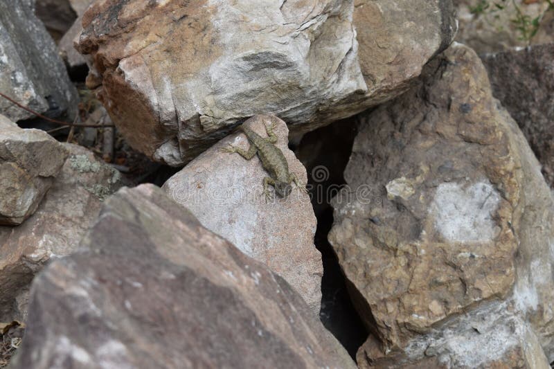Lizard Staring Up for a Portrait from the Rocks Stock Image - Image of ...
