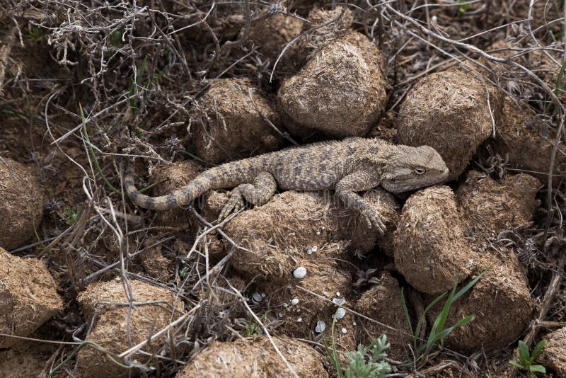 Lizard Steppe Agama on Camel Excrement Stock Image - Image of natural ...