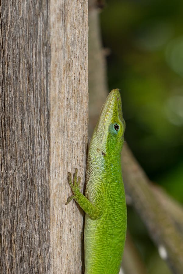 Lizard on a stick stock image. Image of carolina, lizard - 78848609