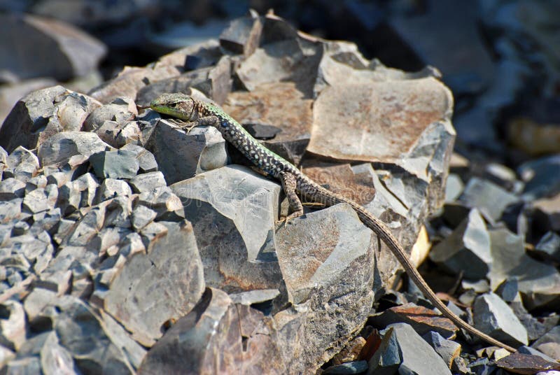 Lizard on stone stock photo. Image of wildlife, caucasus - 13044132