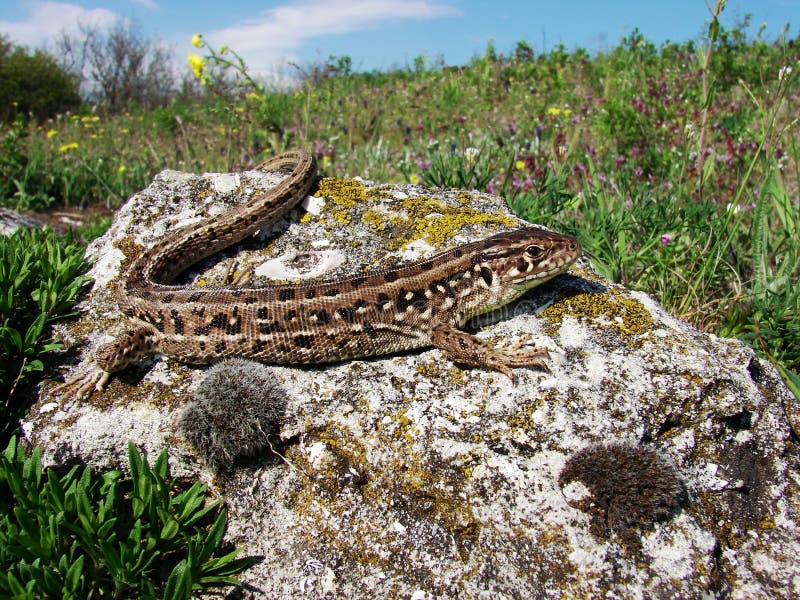 Lizard And Stone Picture. Image: 17518732