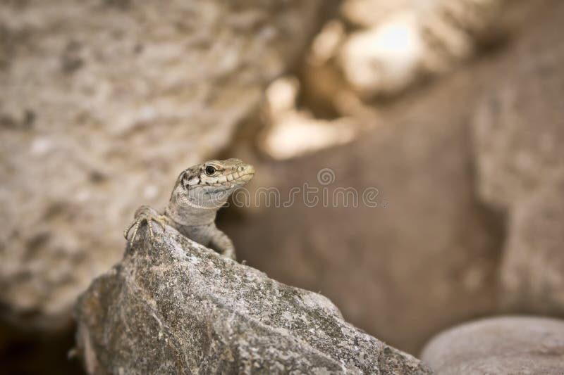 Lizard on the stone stock photo. Image of camouflage - 21818198