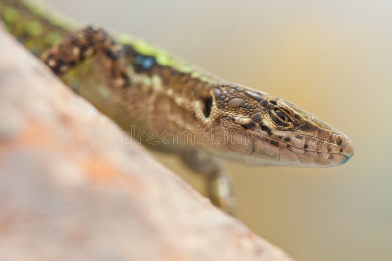 Lizard on the stone stock photo. Image of reptile, nature - 24113394
