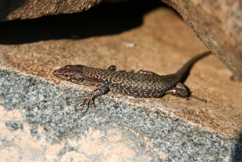 Lizard on a stone stock photo. Image of wildlife, animals - 24476830