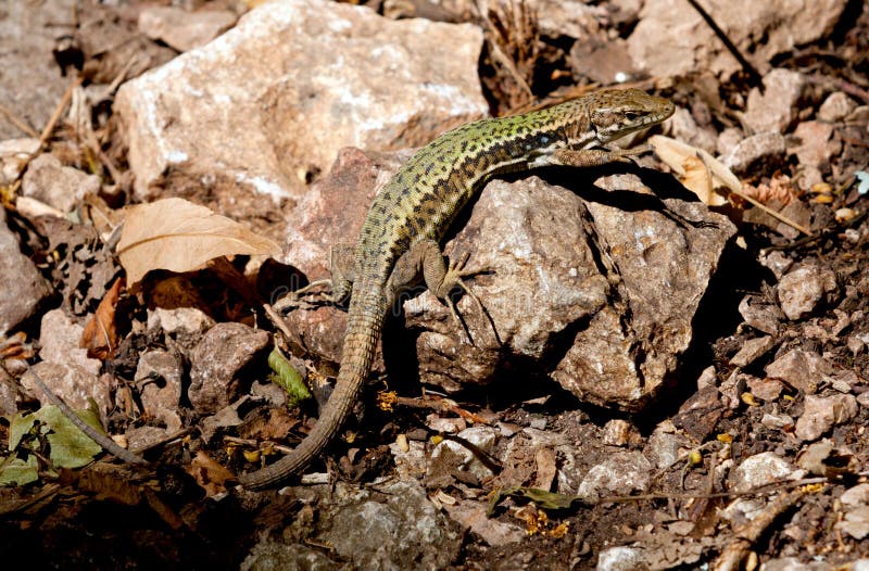Lizard on stone stock image. Image of little, outdoor - 25552315