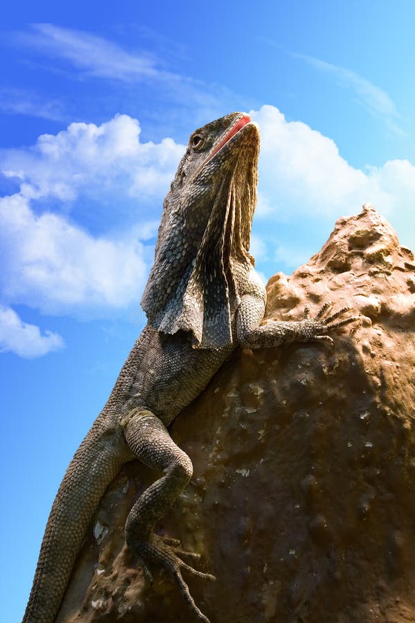 Lizard on a stone stock image. Image of lizard, gecko - 9133791
