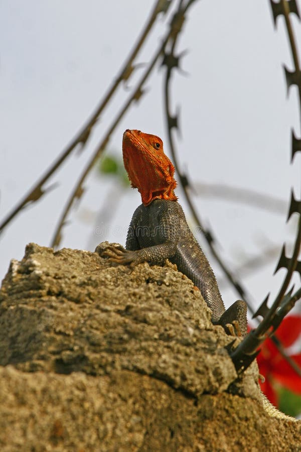 Lizard on a stone border stock photo. Image of roaring - 12021502