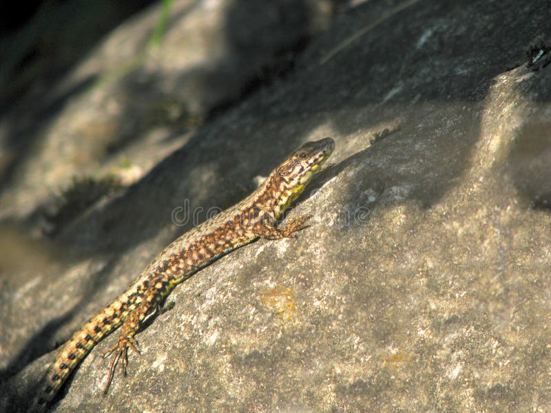 Lizard on stone stock image. Image of nature, ground - 50948399