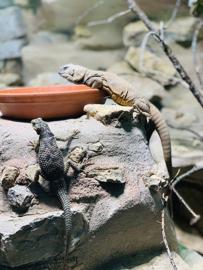 Lizard stock photo. Image of stone, lizard, reptile - 152982532