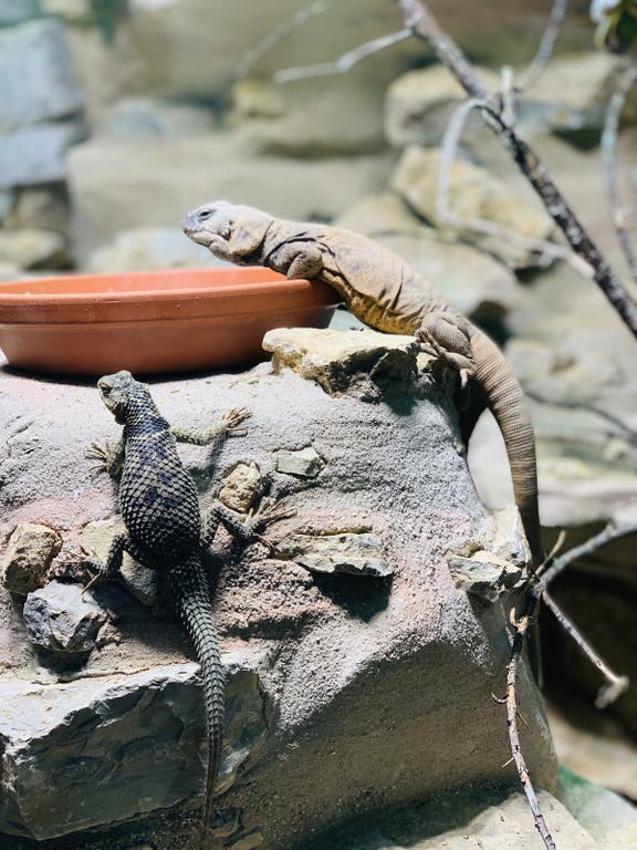 Lizard stock photo. Image of stone, lizard, reptile - 152982532