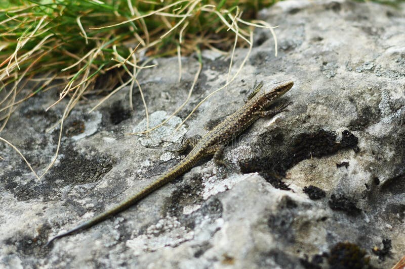 Lizard on Stone stock image. Image of landcapes, countryside - 96276613