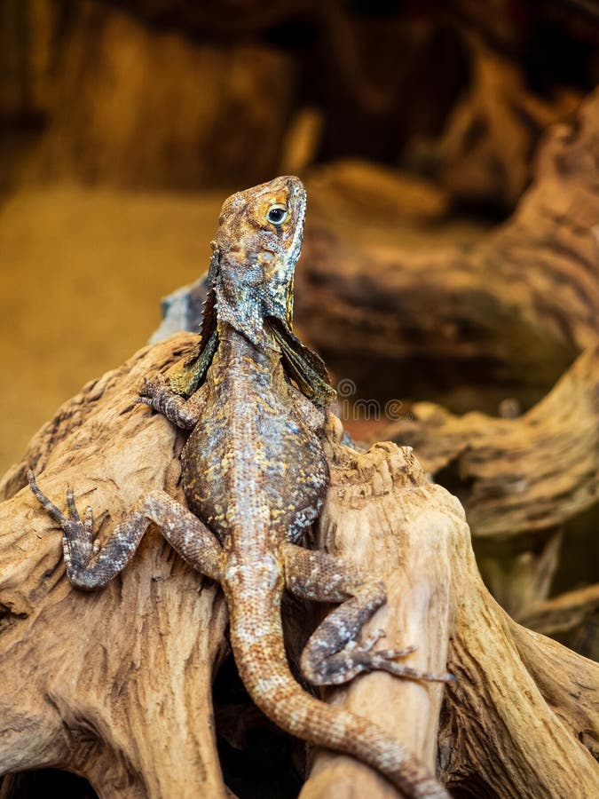 Lizard on a Stone Looking at Camera. Small Dragon in Terrarium Stock ...