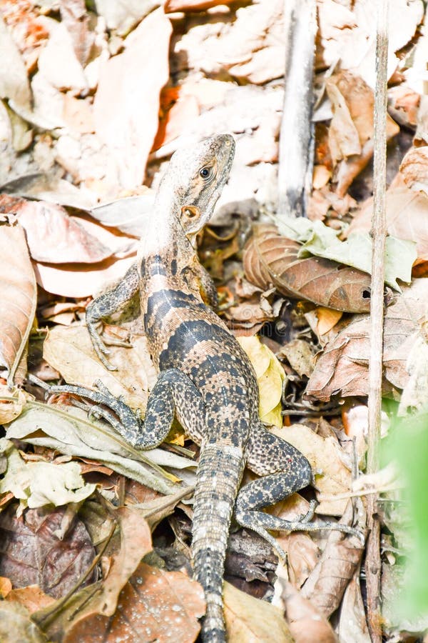 Lizard on the Stone, Photo As a Background Stock Image - Image of jaco ...