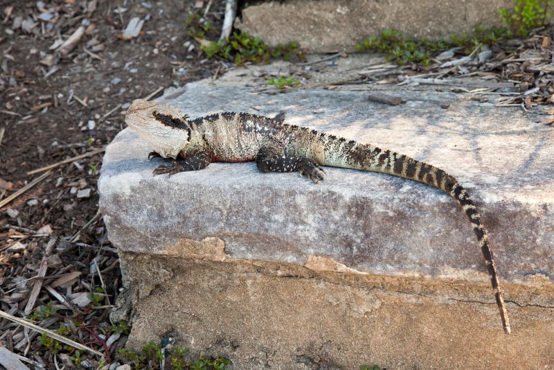 Lizard on the stone stock photo. Image of reptile, park - 83092552