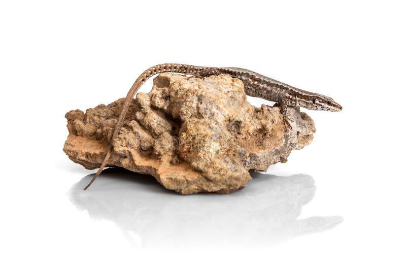 The Green Lizard Above View Isolated on White Stock Photo - Image of ...