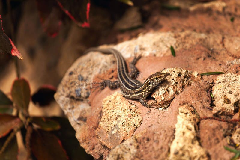 Lizard on a stone stock photo. Image of stone, gecko - 30897232