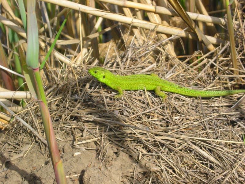 Lizard stock photo. Image of sand, lizard, nature, reeds - 30843426