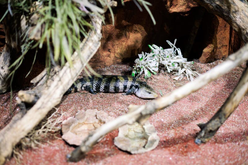Lizard with Stripes,Alligator Lizard Stock Image - Image of predator ...