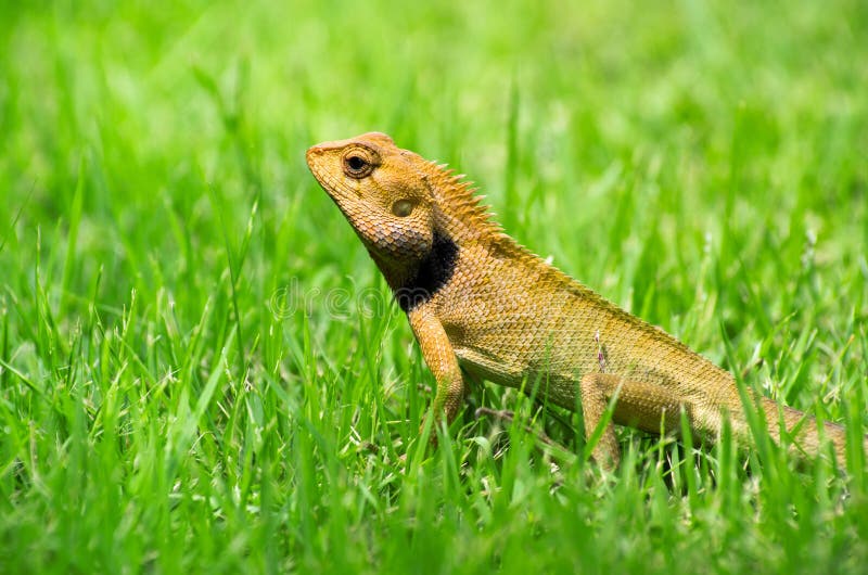 Lizard stock photo. Image of green, nature, garden, wildlife - 33730234