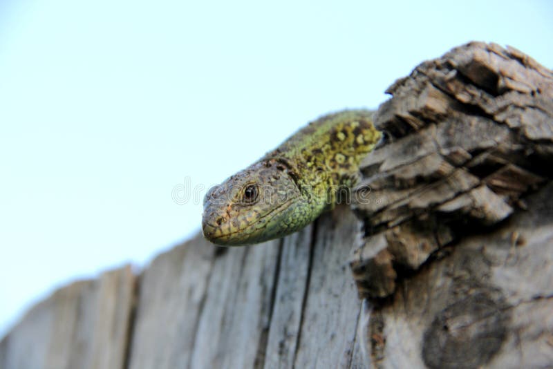 Lizard on a stump stock image. Image of close, macro - 92406441