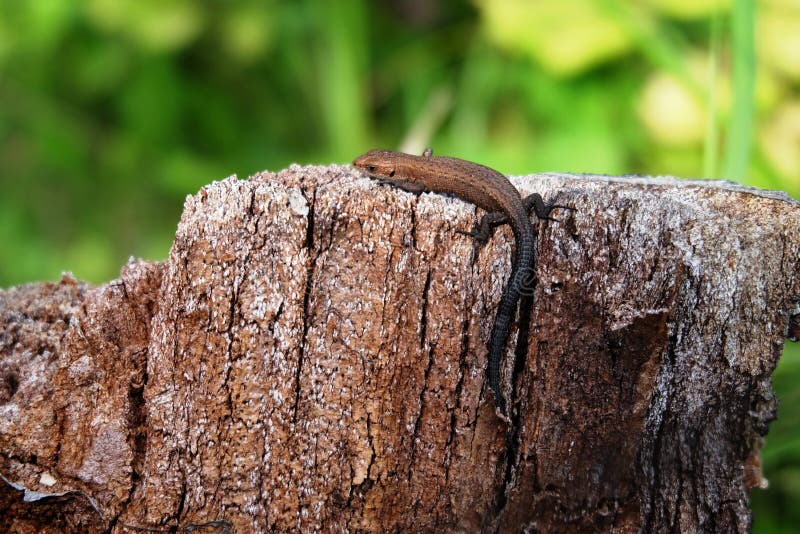 Lizard on the stump stock image. Image of animal, green - 83427271