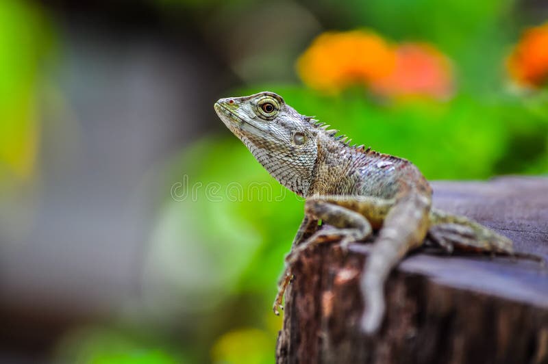Lizard on stump stock image. Image of color, exotic, nature - 58305217