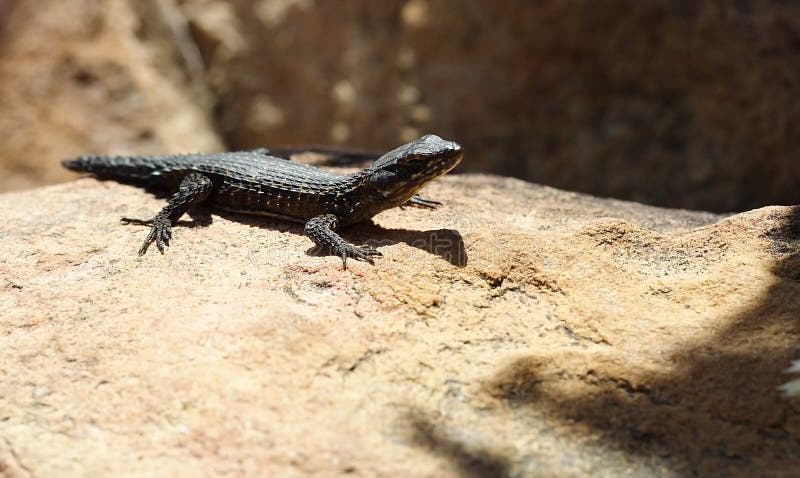 Lizard in the Sun stock photo. Image of watch, environment - 10850400