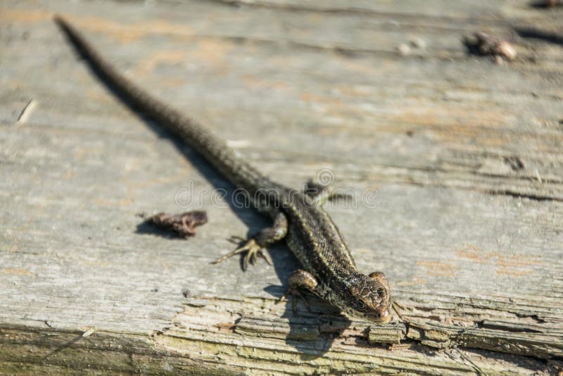 Lizard in the sun stock photo. Image of nature, animal - 69617878