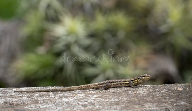 Lizard in the sun stock photo. Image of conceal, scale - 165669840