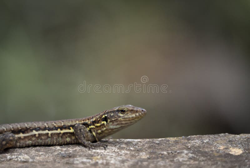 Lizard in the sun stock image. Image of reptile, claw - 165670397