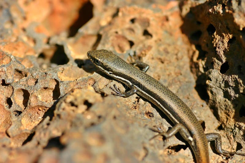 Lizard in the sun Closeup stock photo. Image of macro - 1010220