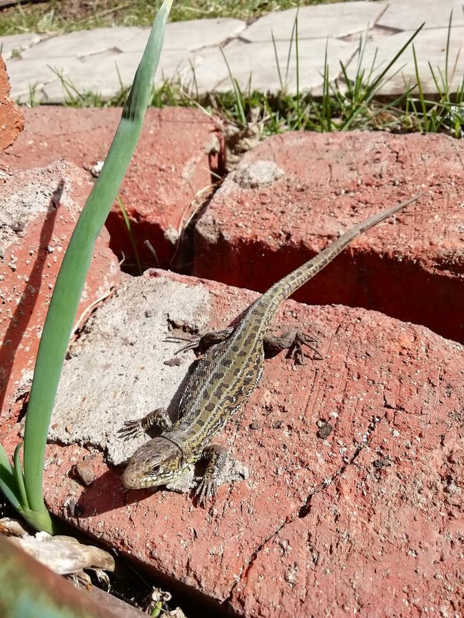 Lizard in the Sun, Cottage, Red Brick Stock Photo - Image of branch ...