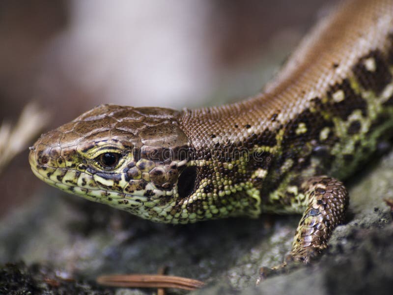 Lizard stock photo. Image of animal, lizard, fauna, wild - 208417922