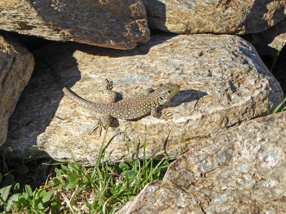 Lizard in the Sun on a Rock Stock Image - Image of rock, spain: 371120167