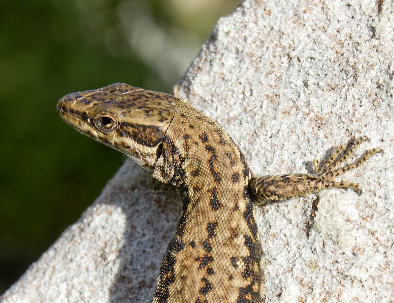 Lizard in the sun stock image. Image of female, reptiles - 169419831