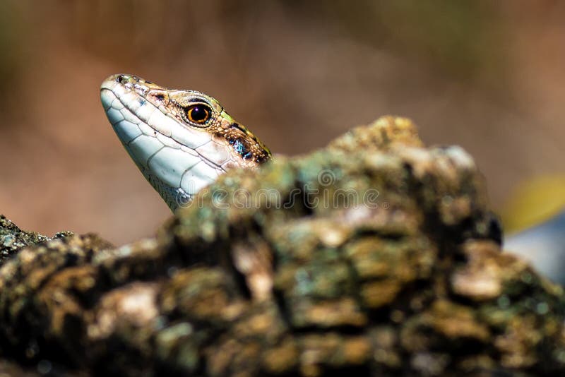 Lizard in the sun stock image. Image of grass, natural - 179256627