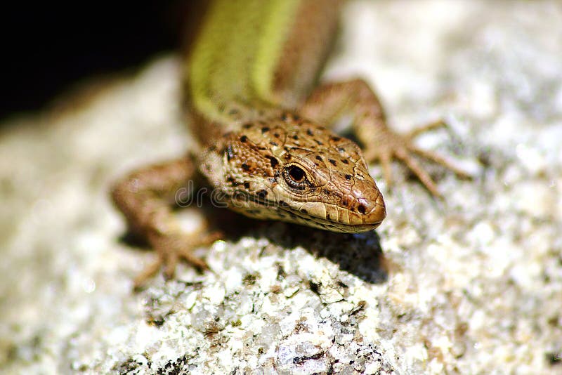Lizard sunbathing stock image. Image of skin, reptile - 23552151
