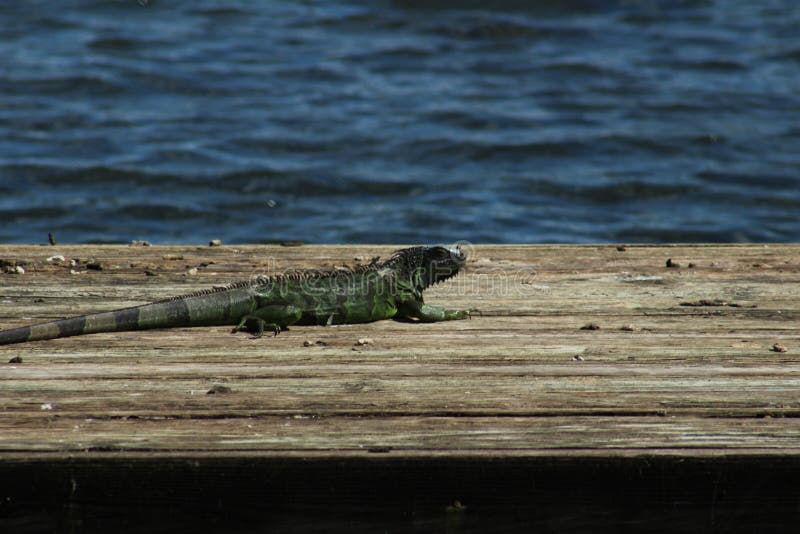 Lizard on Dock stock image. Image of lake, water, lizard - 192380247