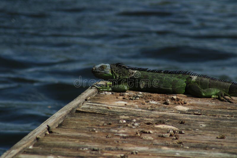 Lizard on Dock stock photo. Image of lizard, water, green - 192380296