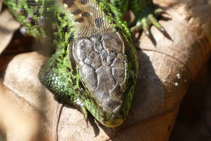 Lizard stock photo. Image of lizard, sunbathing, lskin - 103989194