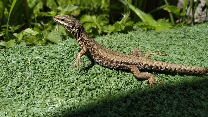 A Lizard Sunbathing and Posing for a Photo Stock Photo - Image of ...