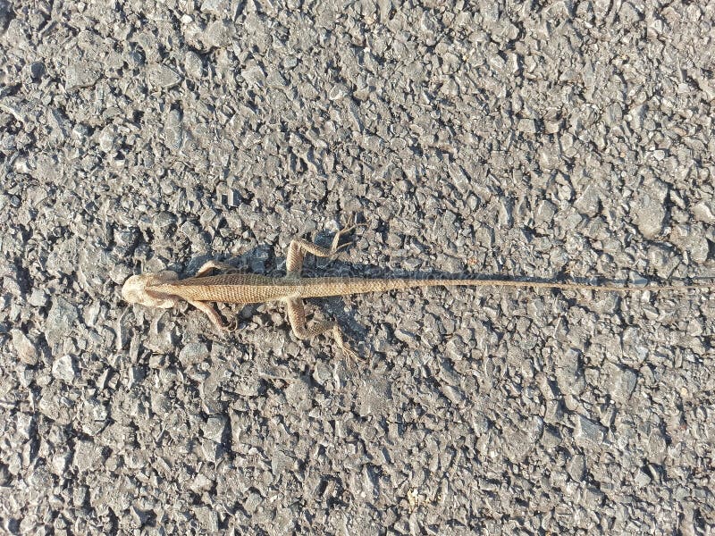 Lizard Sunbathingon the Road Stock Photo - Image of wild, stone: 278546562